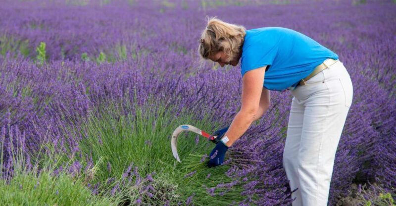 Flowers picking and essential oil distillation workshop - A Practical Look at the Flowers Picking and Essential Oil Distillation Workshop in Provence