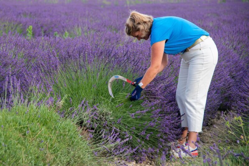 Flowers picking and essential oil distillation workshop - The Value in Details