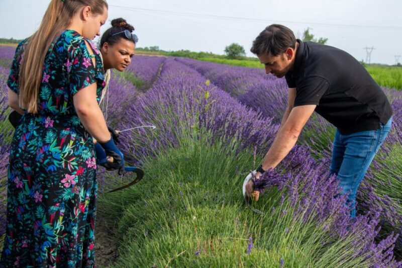 Flowers picking and essential oil distillation workshop - FAQ