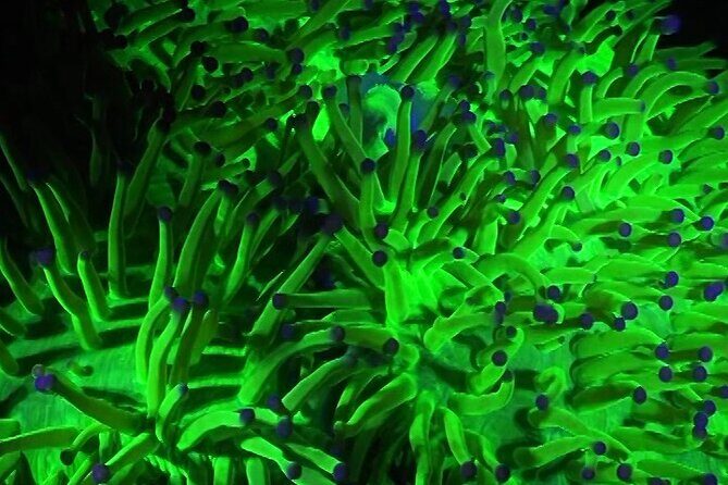 Fluorescent diving with ultraviolet dive lights - Key Points
