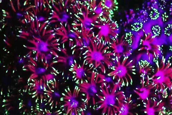 Fluorescent diving with ultraviolet dive lights - What to Expect from the Fluorescent Diving Experience