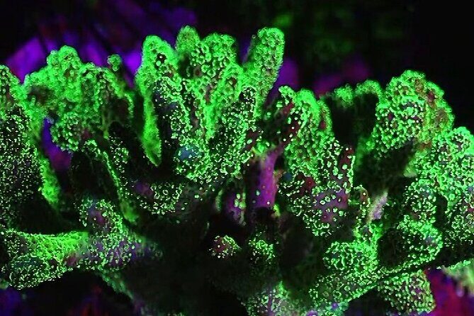Fluorescent diving with ultraviolet dive lights - Final Thoughts: Who Will Love This Experience?