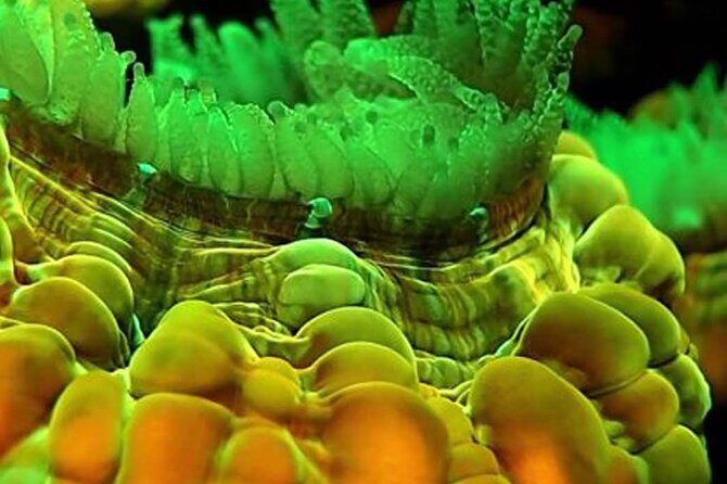 Fluorescent diving with ultraviolet dive lights - In The Sum Up