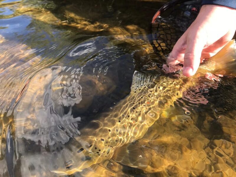 Fly Fish Utah Blue Ribbon Trout Waters - A Deep Dive into the Itinerary