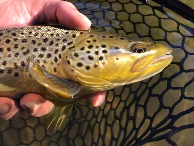 Fly Fish Utah Blue Ribbon Trout Waters - Who Will Love This Trip?