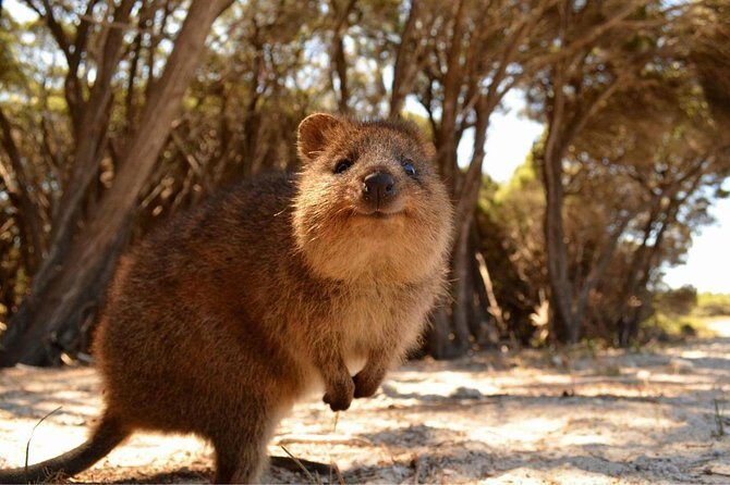 Fly to Rottnest Island by Plane - An In-Depth Look at the Rottnest Island Flight Tour