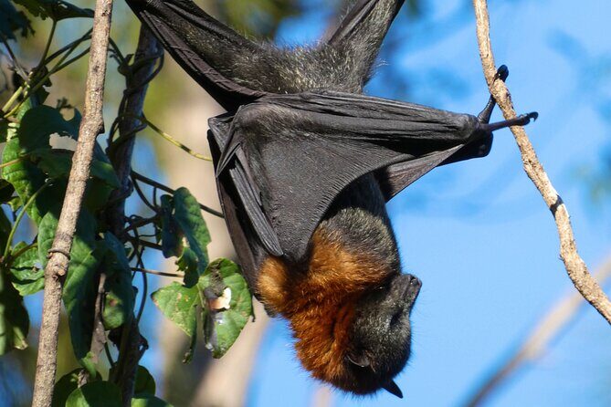 Flying Fox Experience, Thousands of Australia's Largest Bat - An In-Depth Look at the Flying Fox Experience