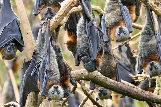 Flying Fox Experience, Thousands of Australia's Largest Bat - The Itinerary in Detail