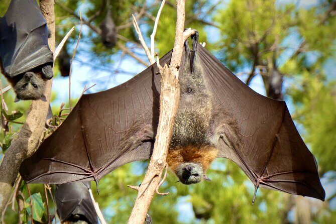 Flying Fox Experience, Thousands of Australia's Largest Bat - FAQ