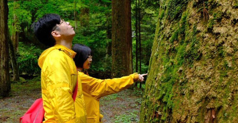 Fm Odawara: Forest bathing and onsen with healing power - What You’ll Love About This Tour