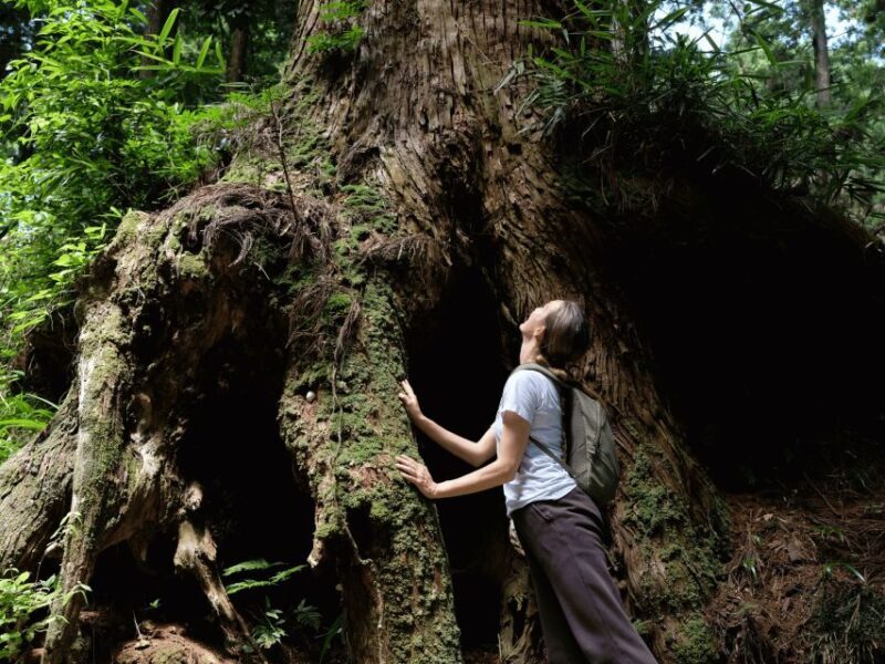 Fm Odawara: Forest bathing and onsen with healing power - The Sum Up