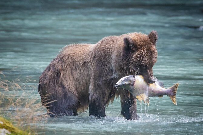 Focus on Haines Private Nature / Photography tour - Key Points