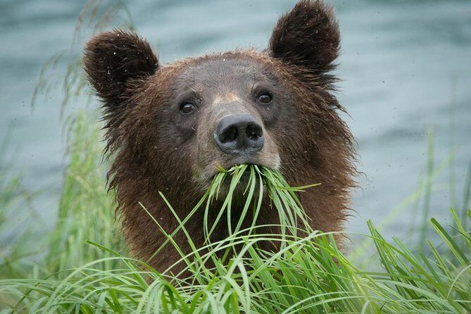 Focus on Haines Private Nature / Photography tour - An In-Depth Look at the Haines Private Tour