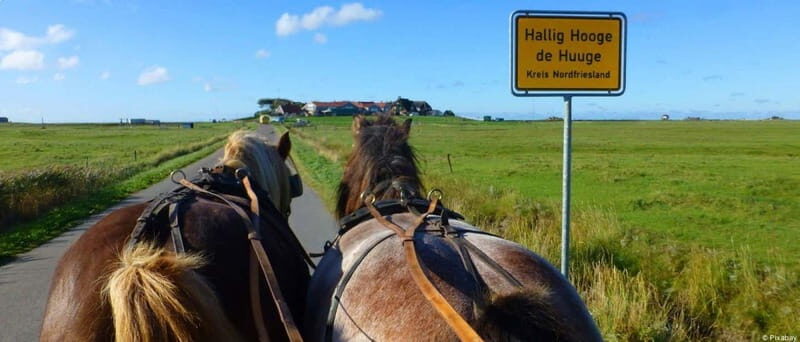Föhr: Day trip by boat to Hallig Hooge - Key Points