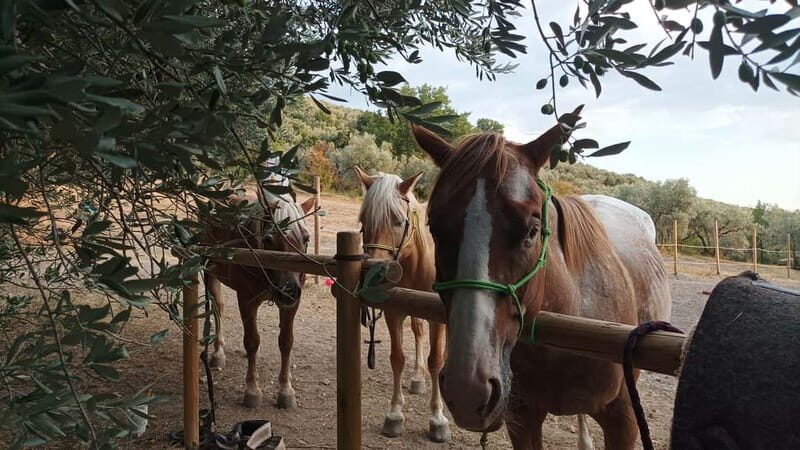 Foligno: horseback riding with aperitif - Practical Tips for a Smooth Experience