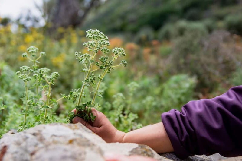 Follow the riverside hiking tour (Private experience) - Exploring Greece with the Follow the Riverside Hiking Tour (Private Experience)