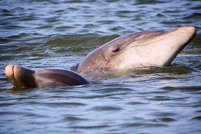 Folly Beach Dolphin Viewing Boat Excursion and Estuary Tour - Cost and Value
