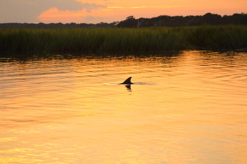 Folly Beach Dolphin Viewing Boat Excursion - Folly Beach Dolphin Viewing Boat Excursion — A Practical Guide to Charleston’s Coastal Charm