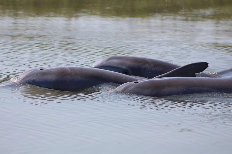 Folly Beach Dolphin Viewing Boat Excursion - Why This Tour Is Worth Considering