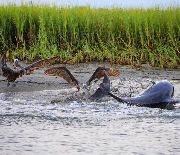 Folly Beach Dolphin Viewing Boat Excursion - Who Will Love This Tour?