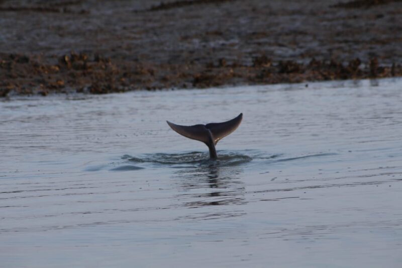 Folly Beach Dolphin Viewing Boat Excursion - Final Thoughts