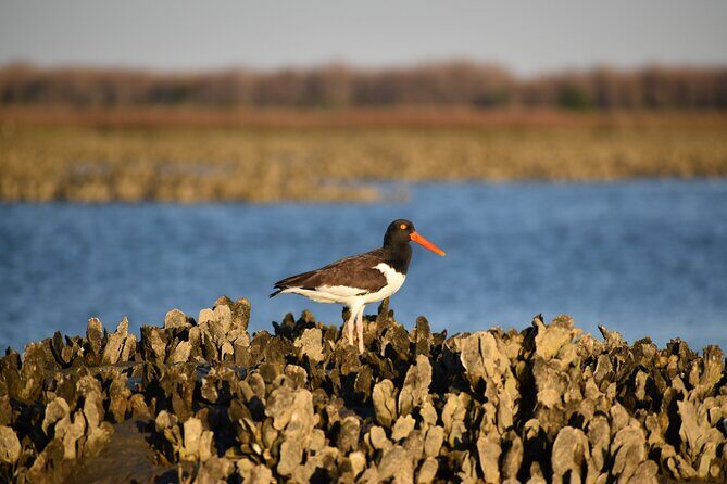 Folly Beach Eco Boat Excursion and Morris Island Drop Off - Return and Reflection