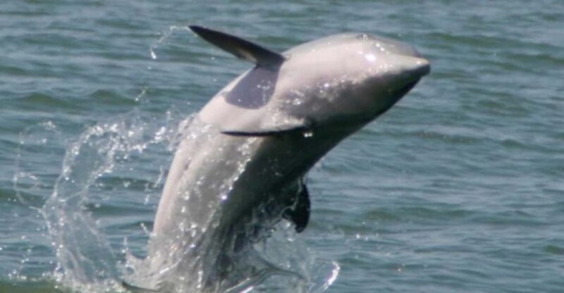 Folly Beach: Morning Dolphin Boat Trip to Morris Island - The Bottom Line