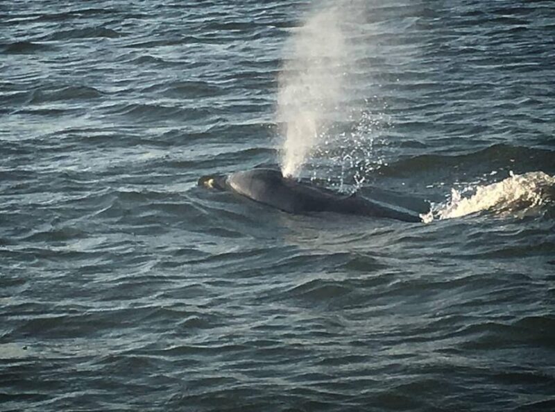 Folly Beach: Sunset Dolphin Boat Tour to Morris Island - An In-Depth Look at the Experience