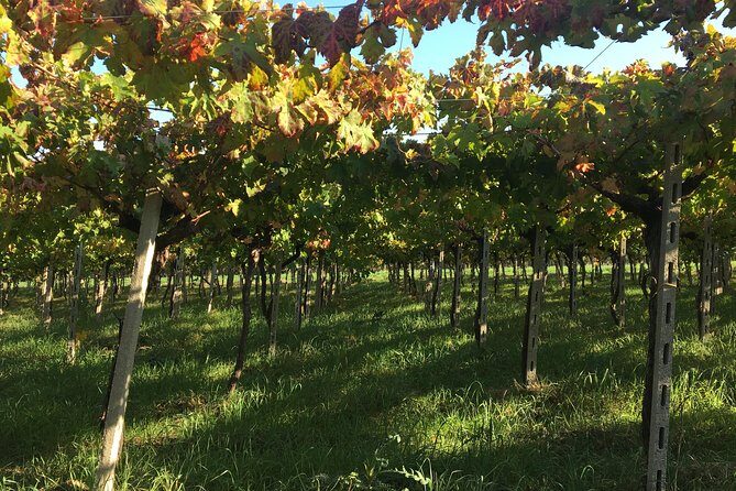 Food and wine tour of San Vito Chietino - Authenticity and Authentic Experiences