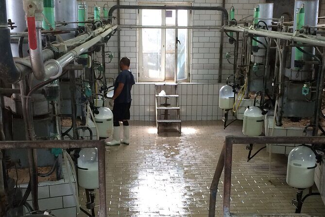 Food gastronomic tour - Cheese Maker Experience