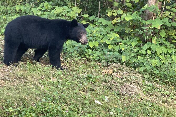 Foothills Parkway and Wears Valley Highlights - Authentic Experiences and Traveler Insights