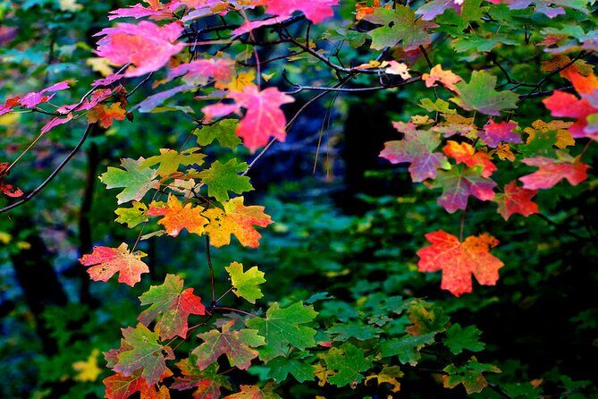 Forest Bathing and Meditation on Mt Lemmon - The Itinerary: What You Can Expect