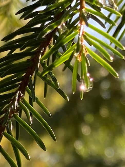 Forest Bathing in Stockholm nature with certified guide - FAQs