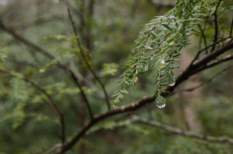 Forest Bathing & Nature Therapy Mini-Retreat - The Environment: Why Pisgah Forest?