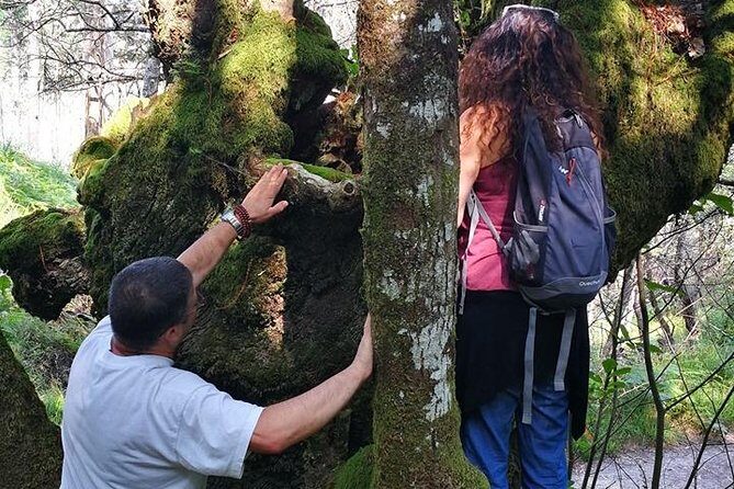 Forest Baths - Shinrin Yoku Therapeutic, in Celtic sacred forests - Key Points