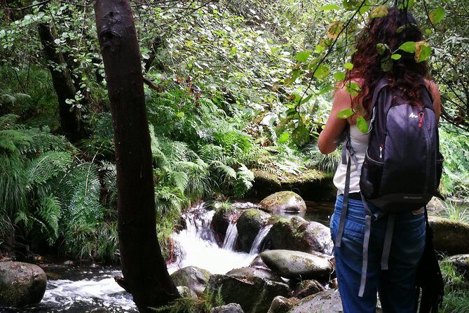 Forest Baths - Shinrin Yoku Therapeutic, in Celtic sacred forests - What to Expect from the Forest Baths Experience