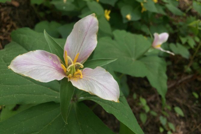 Forest Park Urban Hiking Tour, Portland - FAQs
