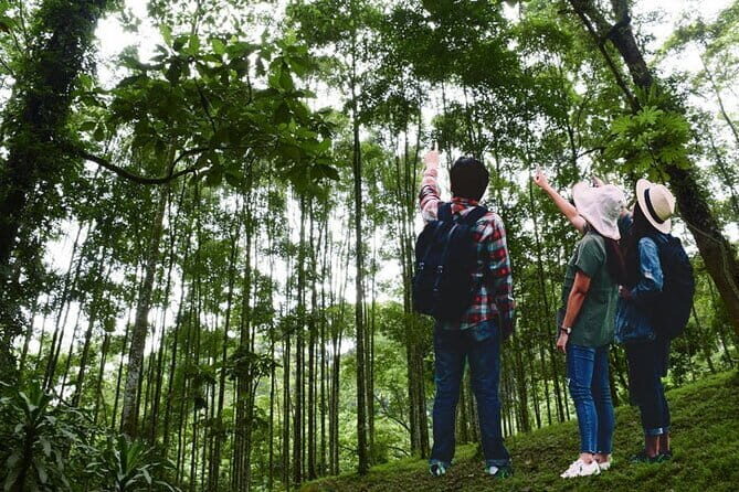Forest Research Institute Malaysia (FRIM) Nature Trekking Tour - Getting There & General Atmosphere