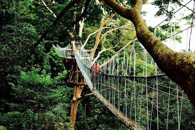 Forest Research Institute Malaysia (FRIM) Nature Trekking Tour - The Optional Canopy Walk