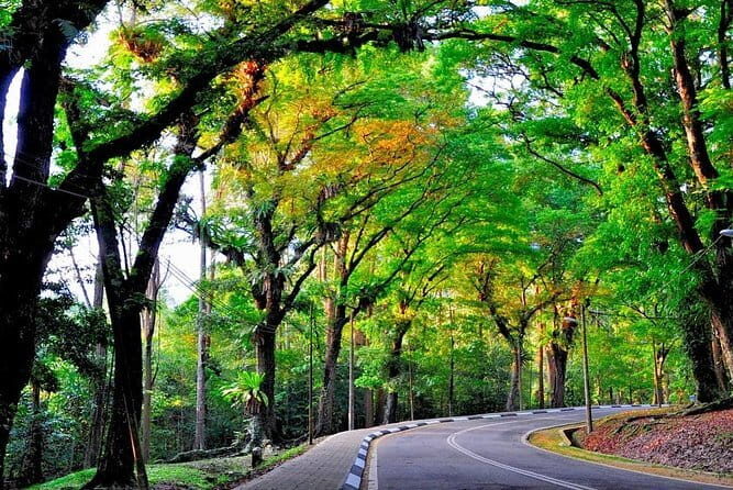 Forest Research Institute Malaysia (FRIM) Nature Trekking Tour - Practical Details & Tips