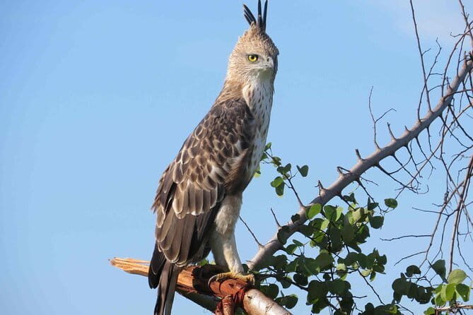 Forest Walk and Birding Tour to Udawatte Kele, Kandy from Negombo - Evaluating the Cost and Value