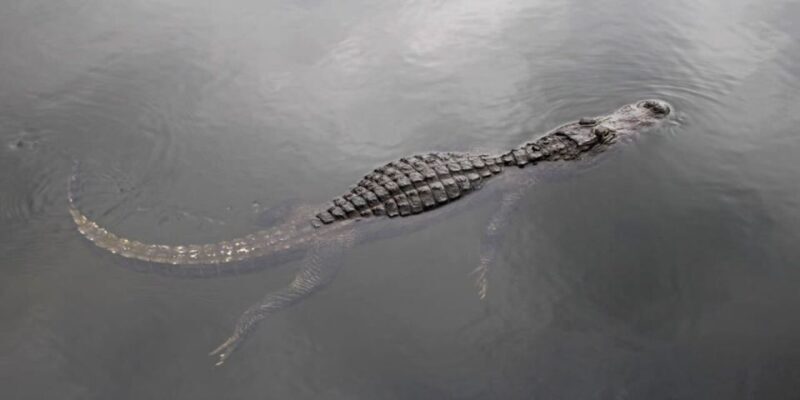 Fort Lauderdale: Everglades Express Tour with Airboat Ride - FAQ