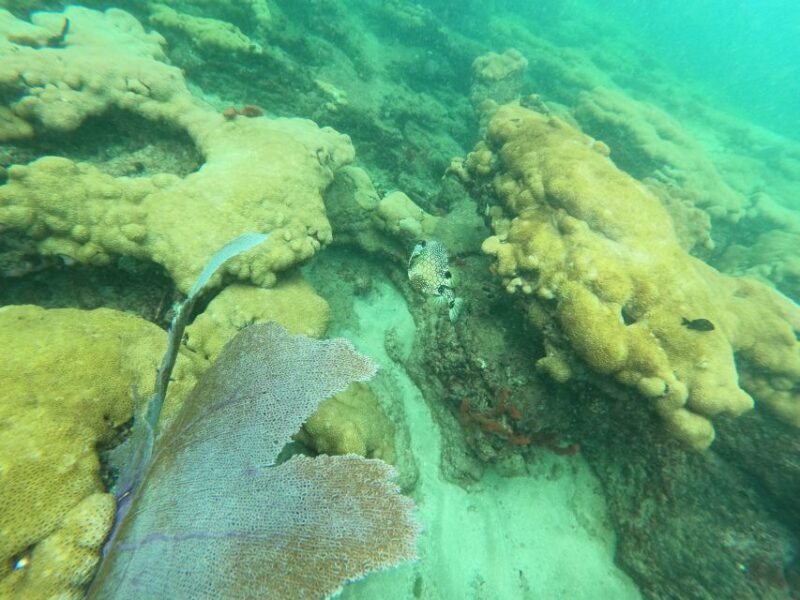Fort Lauderdale: Guided Snorkeling Reef Tour and Lesson - Final Thoughts