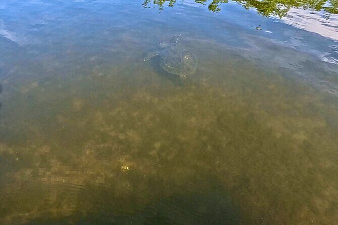 Fort Lauderdale: Kayak and Paddleboard Mangroves Eco Adventure - The Itinerary: A Closer Look