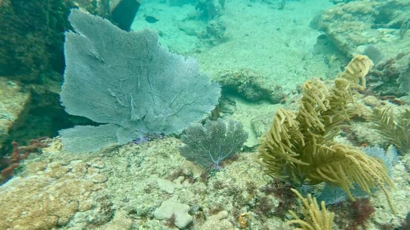 Fort Lauderdale: Ocean Reef Snorkel Tour w/ Snacks & Drinks - A Closer Look at the Ocean Reef Snorkel Tour