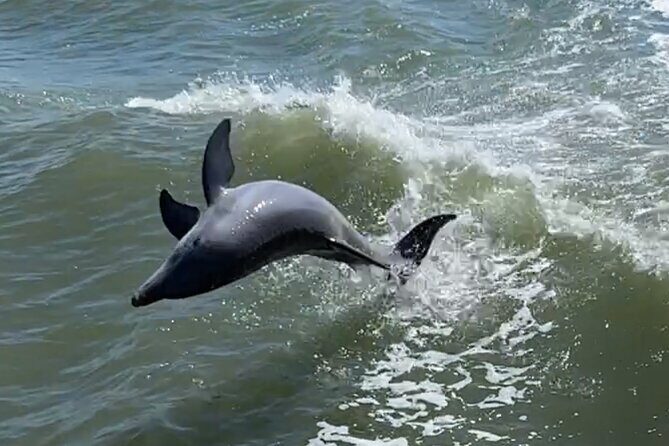 Fort Myers Beach Dolphin and Eco Tours - Who Is This Tour Best For?