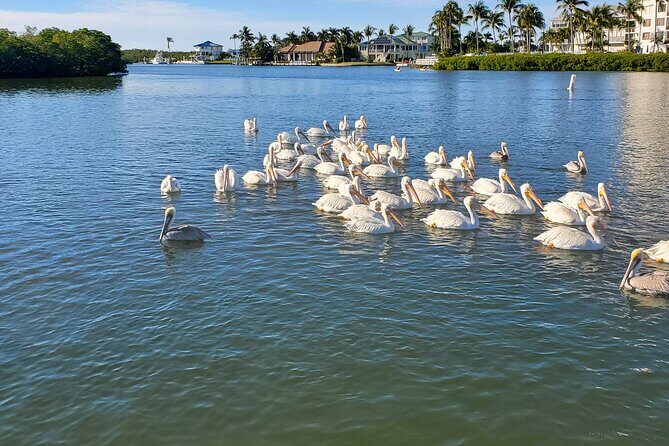 Fort Myers Beach Dolphin & Sightseeing Tour Refreshments Included - What Makes This Tour Stand Out