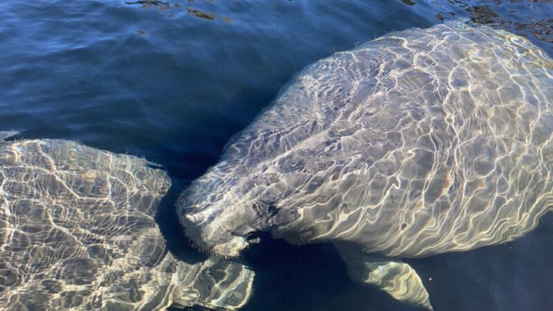 Fort Myers: Guided Standup Paddleboarding or Kayaking Tour - What Makes This Tour Stand Out