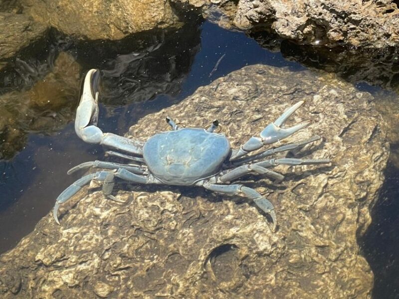 Fort Pierce: 2-Hour Prehistoric Preserve Kayak Tour - The Sum Up