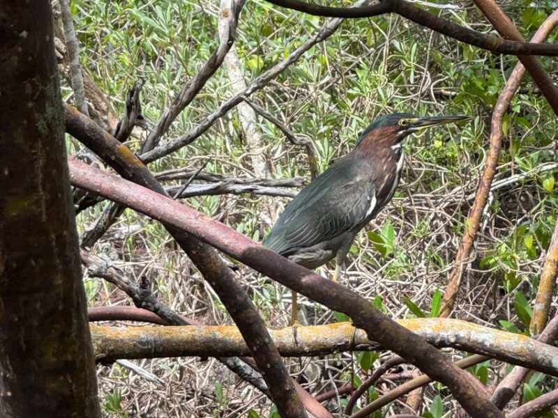 Fort Pierce: 4-hr Mangroves & Dolphin Watch Sandbar in FL - Final Thoughts